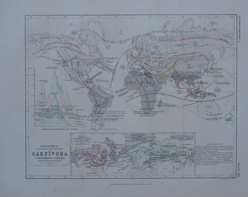 1850 HAND COLOURED MAP WORLD DISTRIBUTION CARNIVORA CARNIVOROUS ANIMALS ...