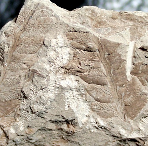 Todites williamsonii - Rare pefectly preserved Jurassic, Bathonian fern ...