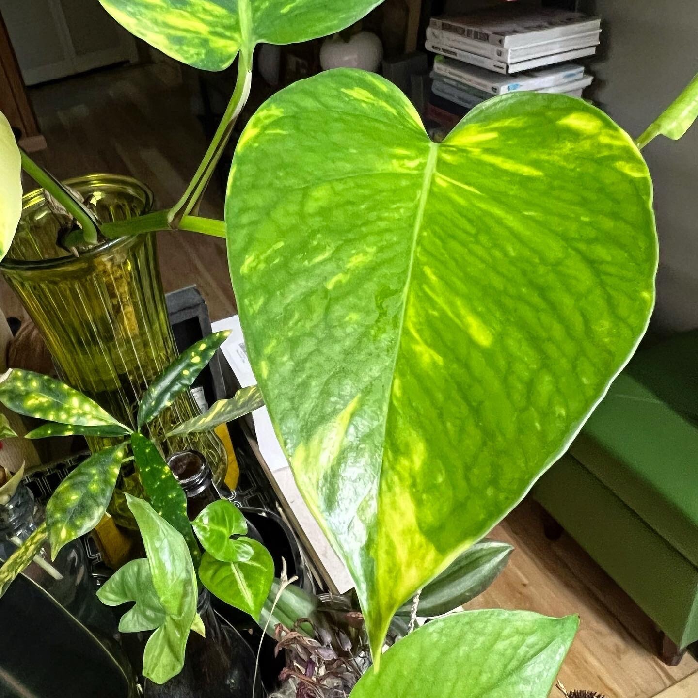 80” SUPER LONG TRAILING Golden Pothos Live Plant Multi Low Light Air ...