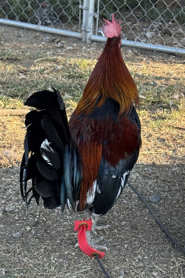 Kelso Miner Blue Chicken Hatching Egg | eBay