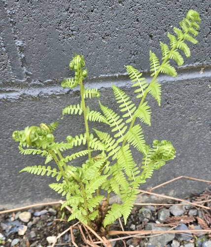 Live Bracken Fern Bare Root Plant Perennial Grown in Pacific Northwest ...