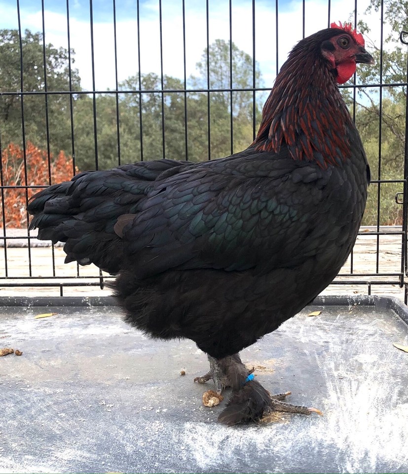 RARE Bantam Black Copper Marans Hatching eggs | eBay