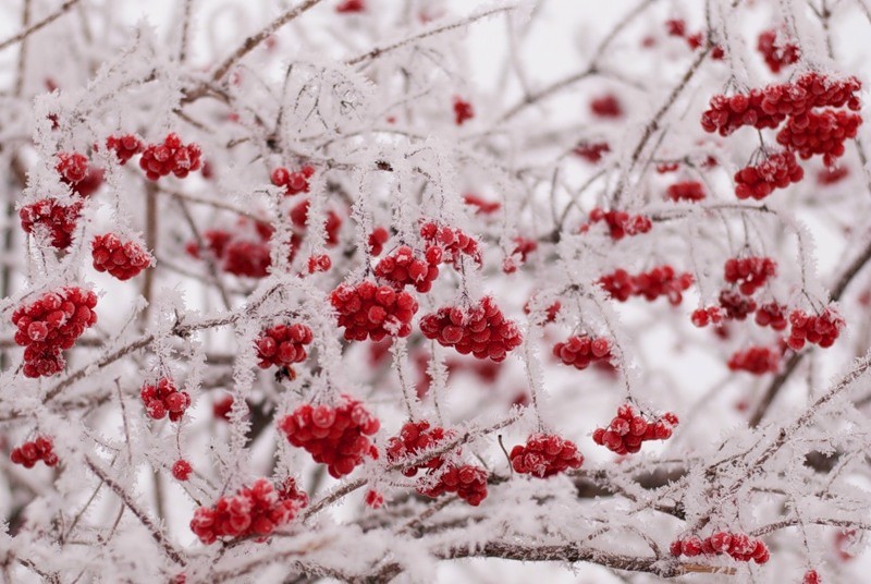 Cranberry Tree Winter