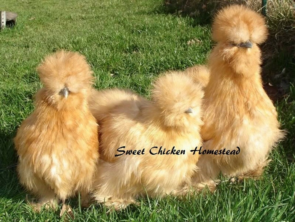 Silkie 10++ MULTI Gorgeous Plumage Bearded blue black buff paint ...