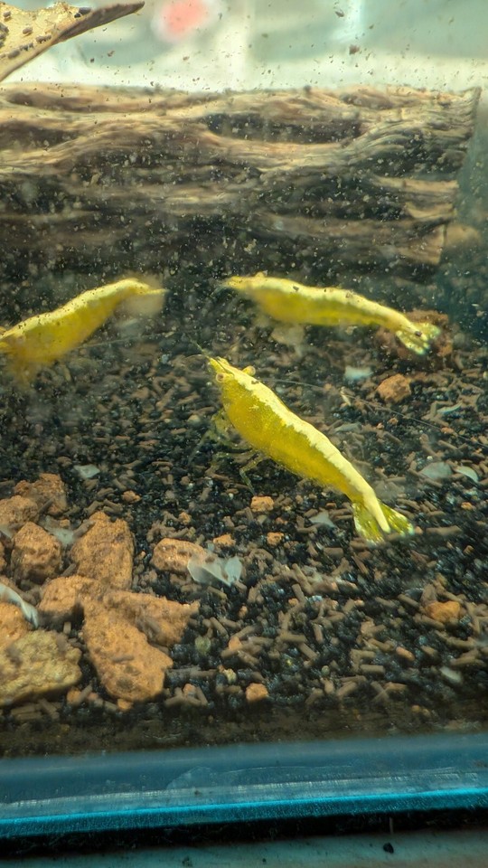 10+2 OE Yellow Golden Back Shrimp Freshwater Neocaridina Aquarium Live ...