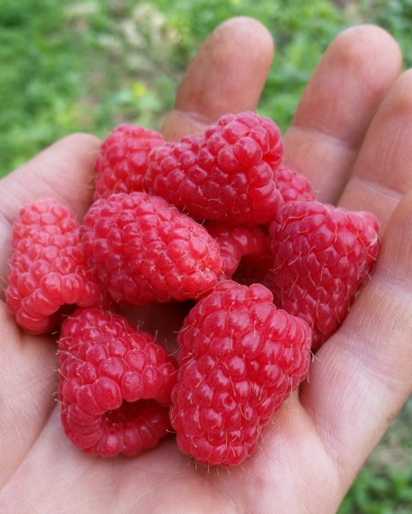 British Columbia Tulameen Raspberry Plant -20 Seeds- Giant Ruby Red ...