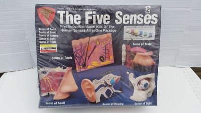 Lindberg Science Kits The Five Senses Anatomy Science Project Model Kit ...
