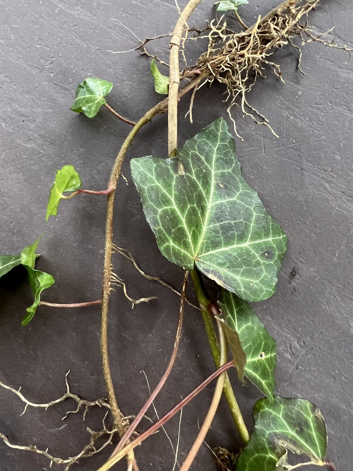 English Ivy Vine - Hedera Helix 6 feet vine - bare root | eBay