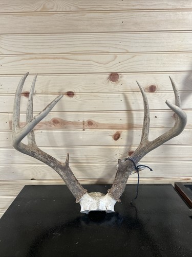 8 Point Deer Antlers Skull Cap 130 Inches East Central Illinois Wild ...