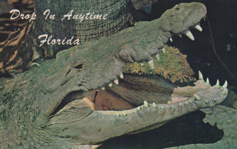 Drop In Anytime 14 Ft Crocodile Posted Florida Vintage Chrome Post Card ...