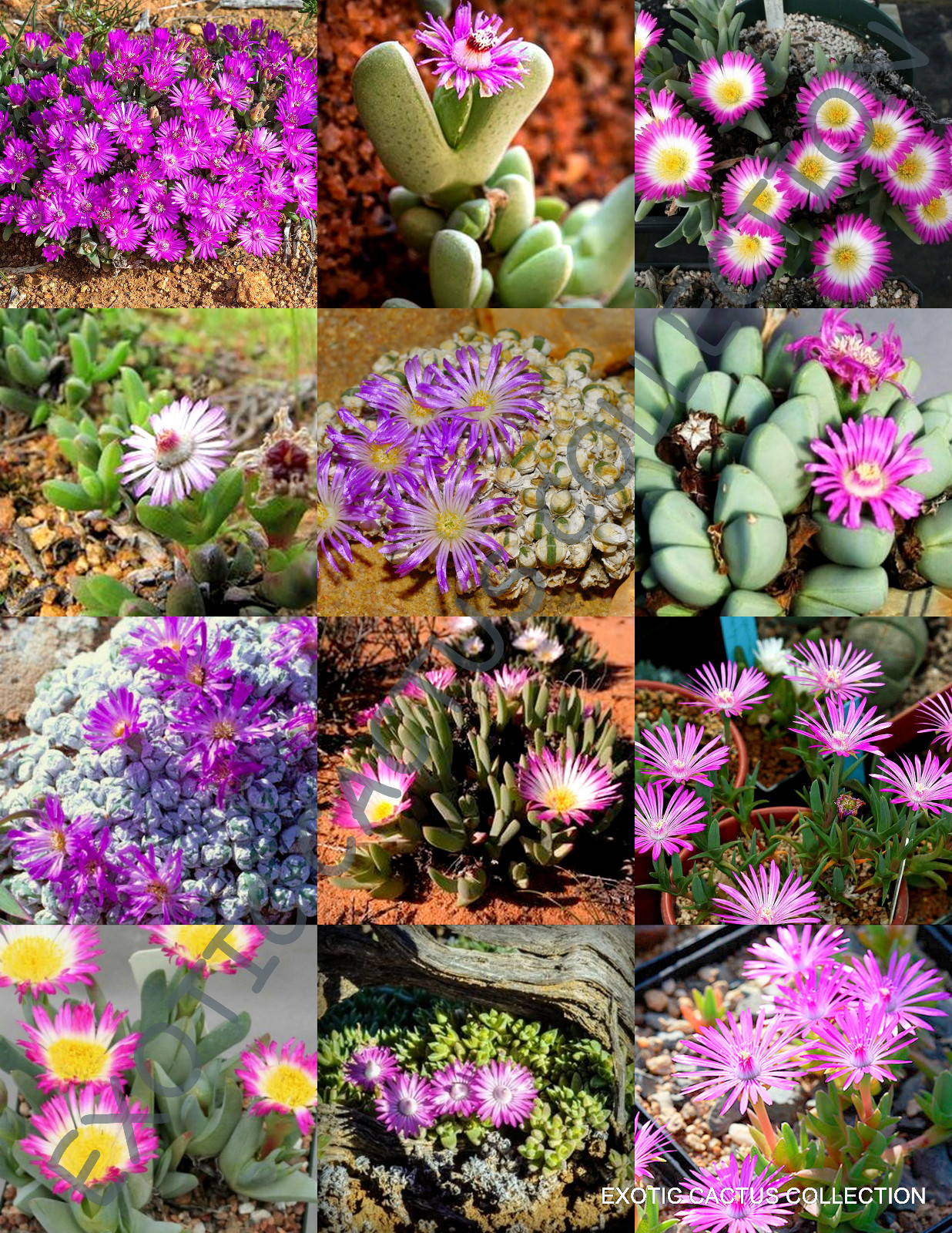 FLOWERING ANTIMIMA MIX @j@ succulent cactus exotic living stones desert ...