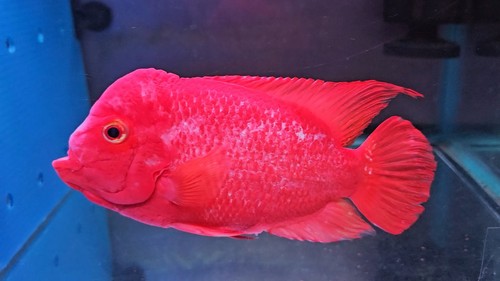 Female Super Vip Golden Base King Kamfa F1 Eggs & Fry Proven Flowehorn ...