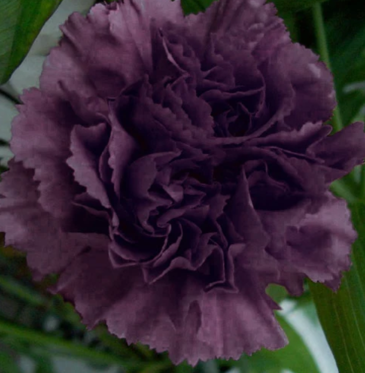 Carnation GRENADIN KING OF BLACKS Dianthus Pollinators Fragrant NonGMO ...