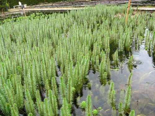Hippuris vulgaris Mare’s tail Water Marginal Native Pond Plants Rooted ...
