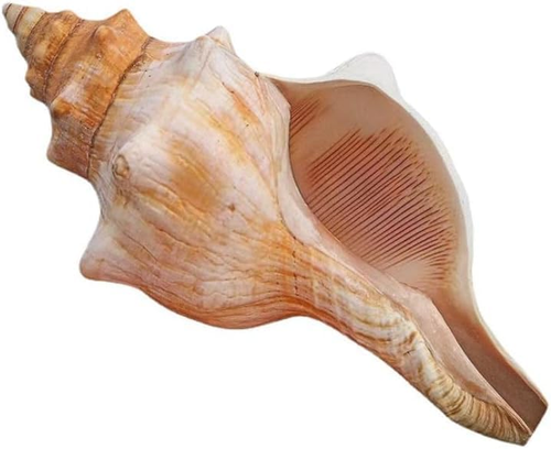 Giant Natural Conch Shell, Striped Fox Conch Seashell 6-7 Inches, Large ...