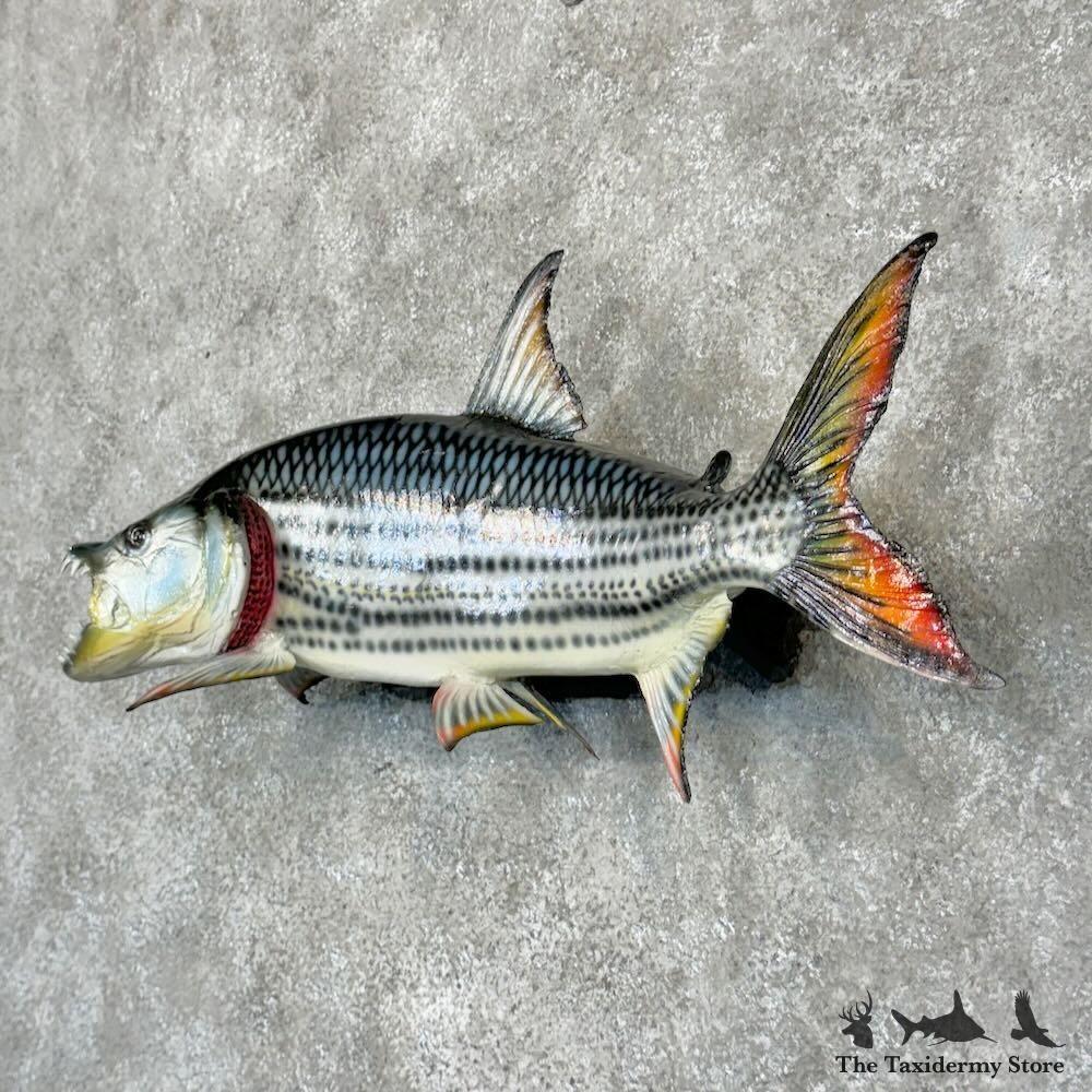 #28973 E | African Tigerfish Taxidermy Mount For Sale - African River ...