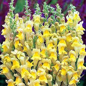 Snapdragon Snappy Lemon Sherbet 1,000 seeds | eBay