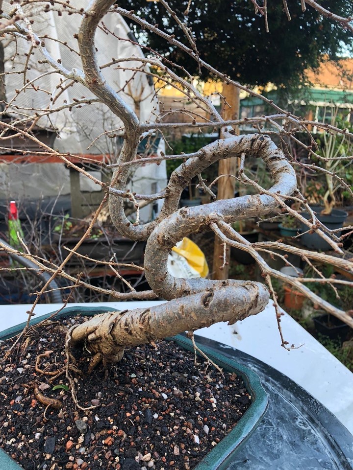 Japanese Larch Bonsai tree | eBay UK