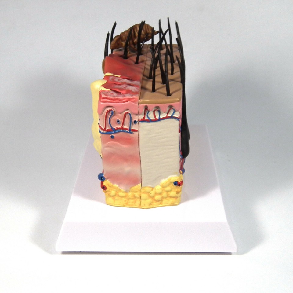 Canine Dog Skin Anatomical Model Veterinary vet anatomy display ...