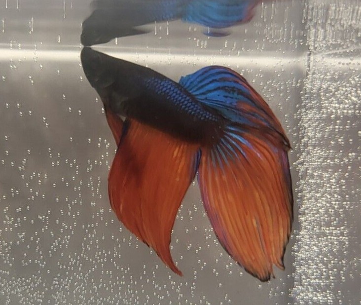 Live Male Betta Fish - Orange Blue Veiltail | eBay