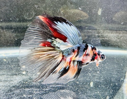 Live Betta Fish - Copper Marble Halfmoon - Male 119 | eBay