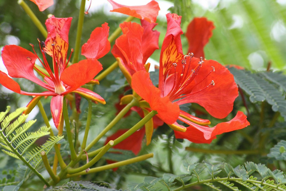 Delonix regia, Tree of Fire, Flamboyant, Royal Poinciana - 10 Se eds | eBay