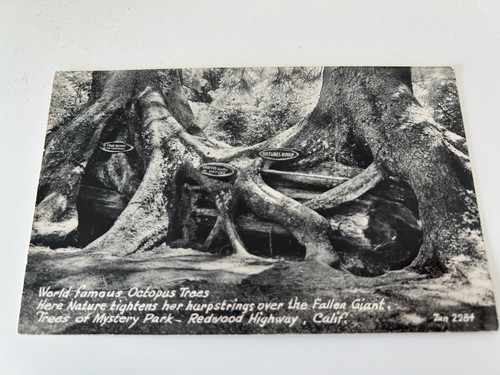 World Famous Octopus Trees Redwood Highway Trees of Mystery Park ...