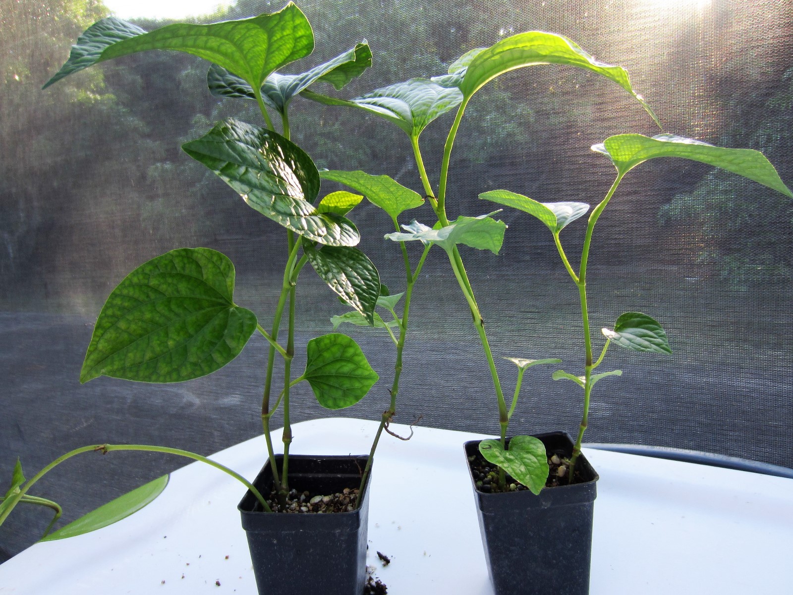 3 pots 12-14 PLANTS 8" Piper Lalot Lolot Sarmentosum Culinary Spice | eBay