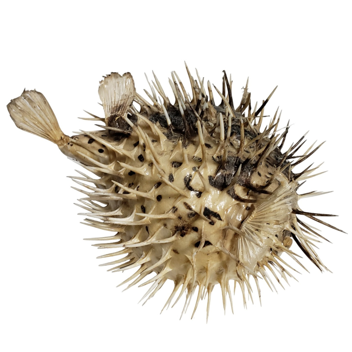 Puffer Fish Real Preserved Taxidermy Pufferfish Blowfish Balloonfish ...