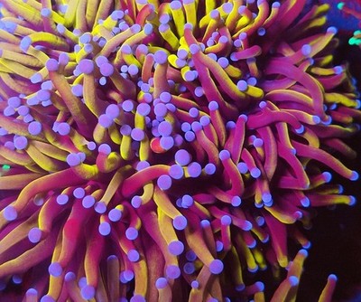 24K Gold Torch Coral - Single Head NOT SPS,ZOA,SOFT REEF | eBay UK