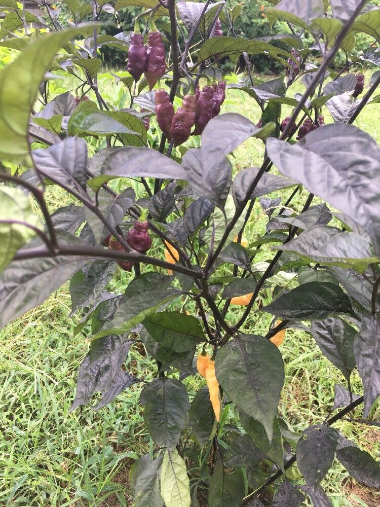 15 PINK TIGER PEPPER SEED ULTRA RARE HOT-- GHOST PEPPER - PIMENTA DO ...