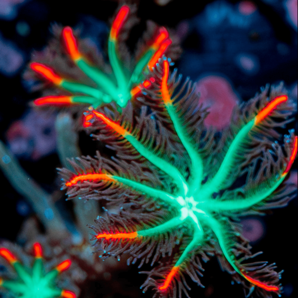 Beginner Soft Coral Starter Pack – 4 Live Frags – Ricordea, Zoas, GSP ...