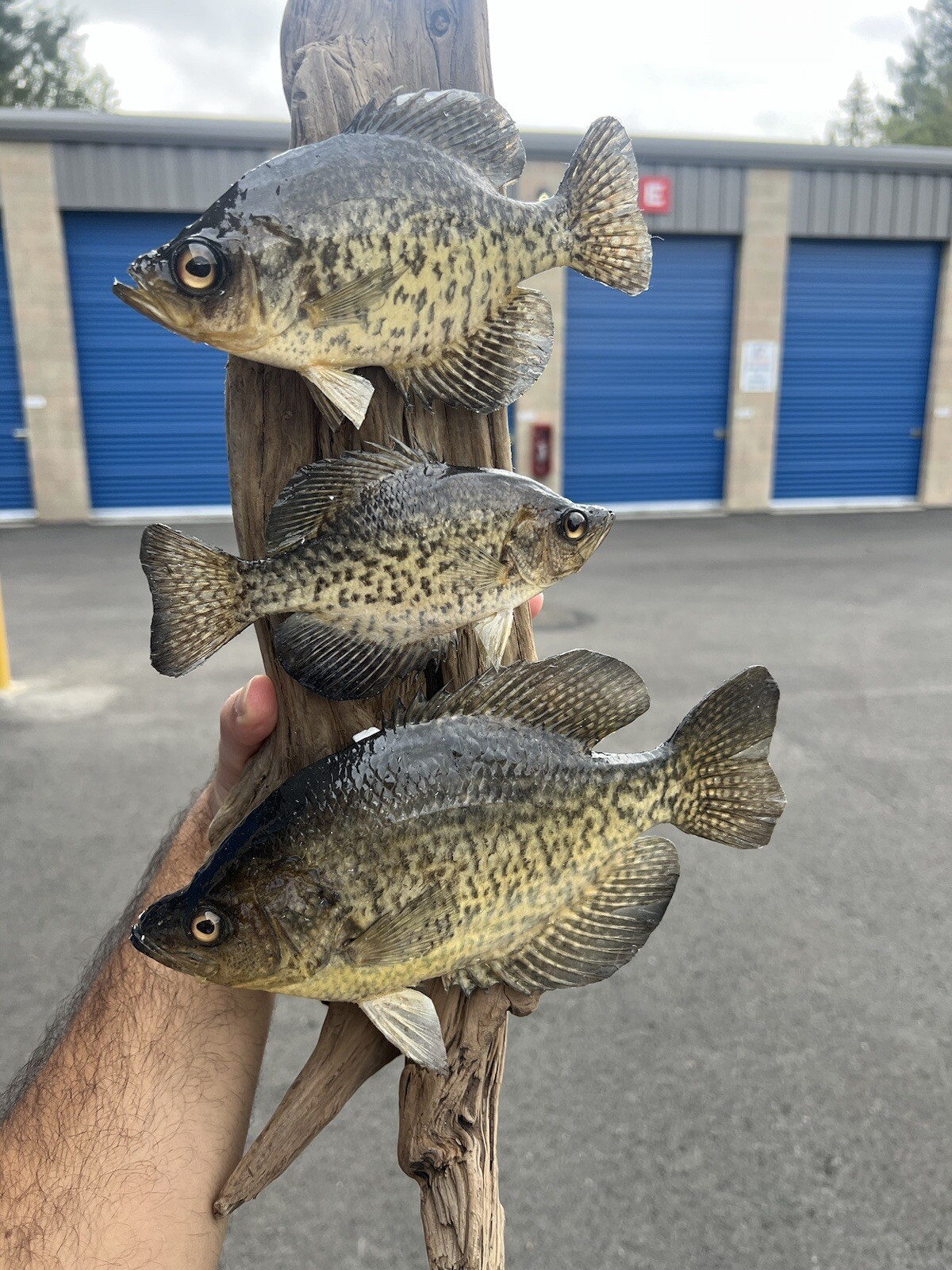 Beautiful Sunfish Crappie Perch Fish Taxidermy Wall Mount Art Wildlife ...