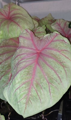 ANGEBOT Caladium Mint Julep Buntwurz Buntblatt Kaladie Elefantenohr ...