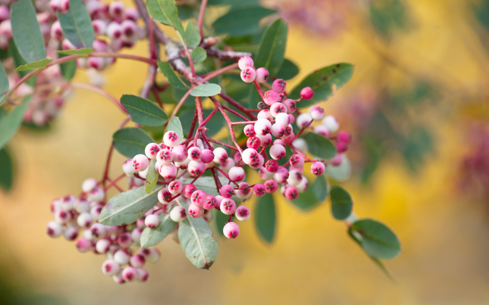 Mountain Ash Sorbus Vilmorinii / Vilmorin's rowan, 4-5ft Tall Stunning ...
