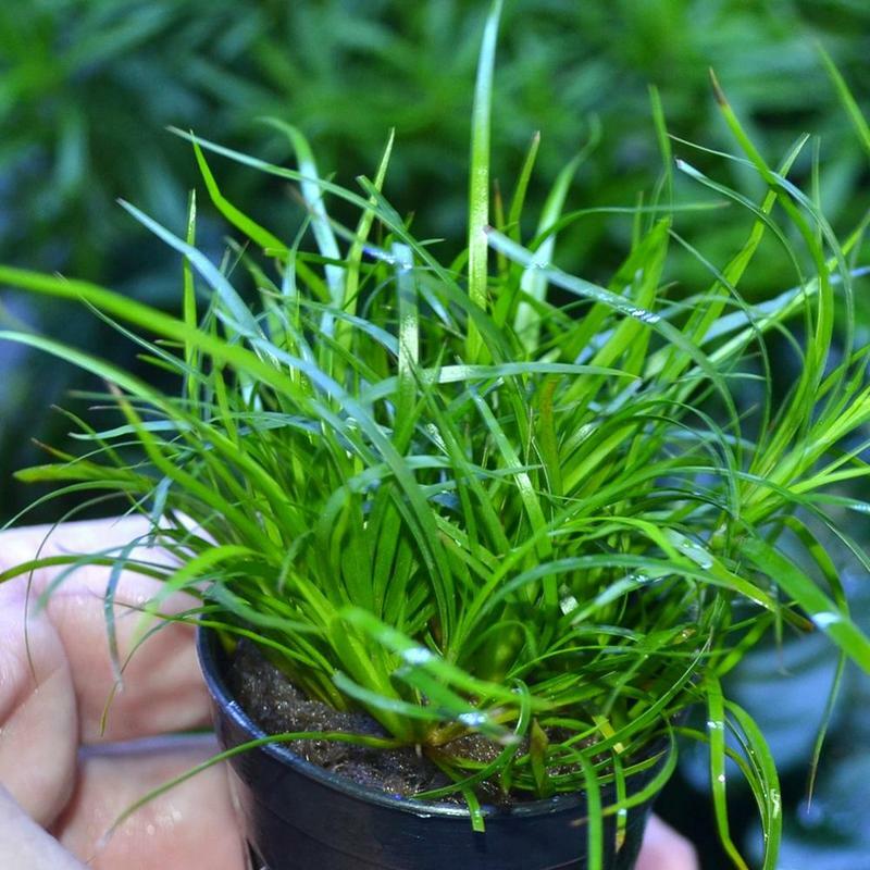Juncus Repens Creeping Rush Pond Aquarium Plant 6 X 5cm Pots Grass Like ...