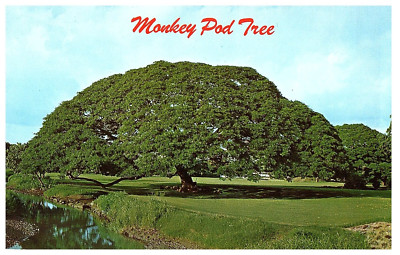 Hawaiian Monkey Pod Tree Postcard | eBay