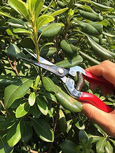 Professional Micro-Tip Pruning Snip (GPPS-1008), Small Garden Hand ...