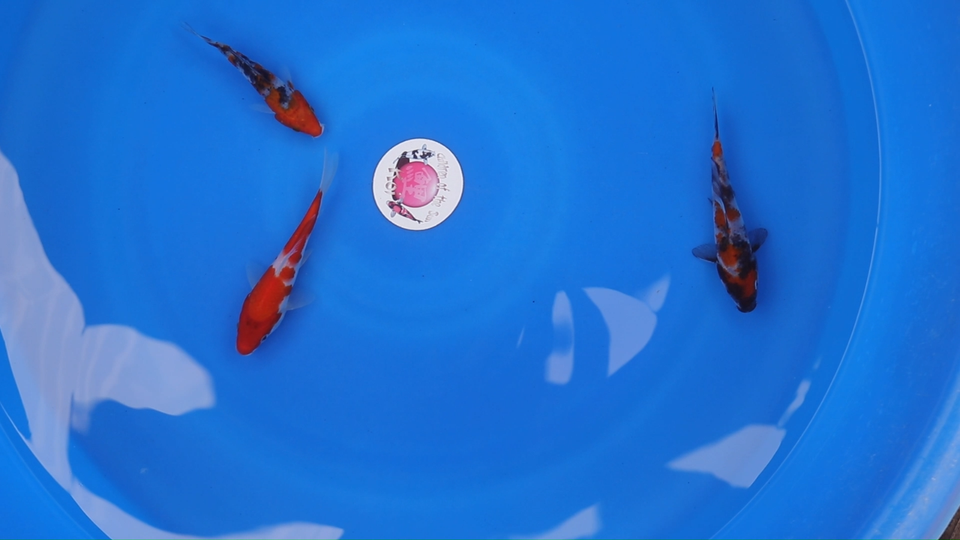 Imported Japanese Koi Fish Live, Gosanke Mix 7-8 inch (3 koi) | eBay