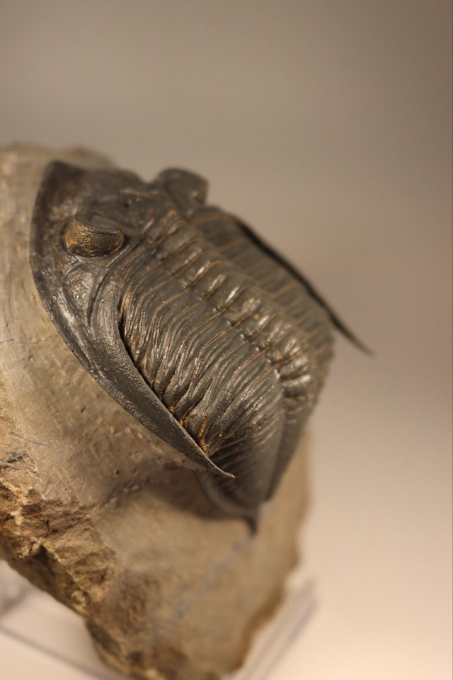 Zlichovaspis rugosa Trilobite Fossil Devonian Morocco Arthropod Fossil ...