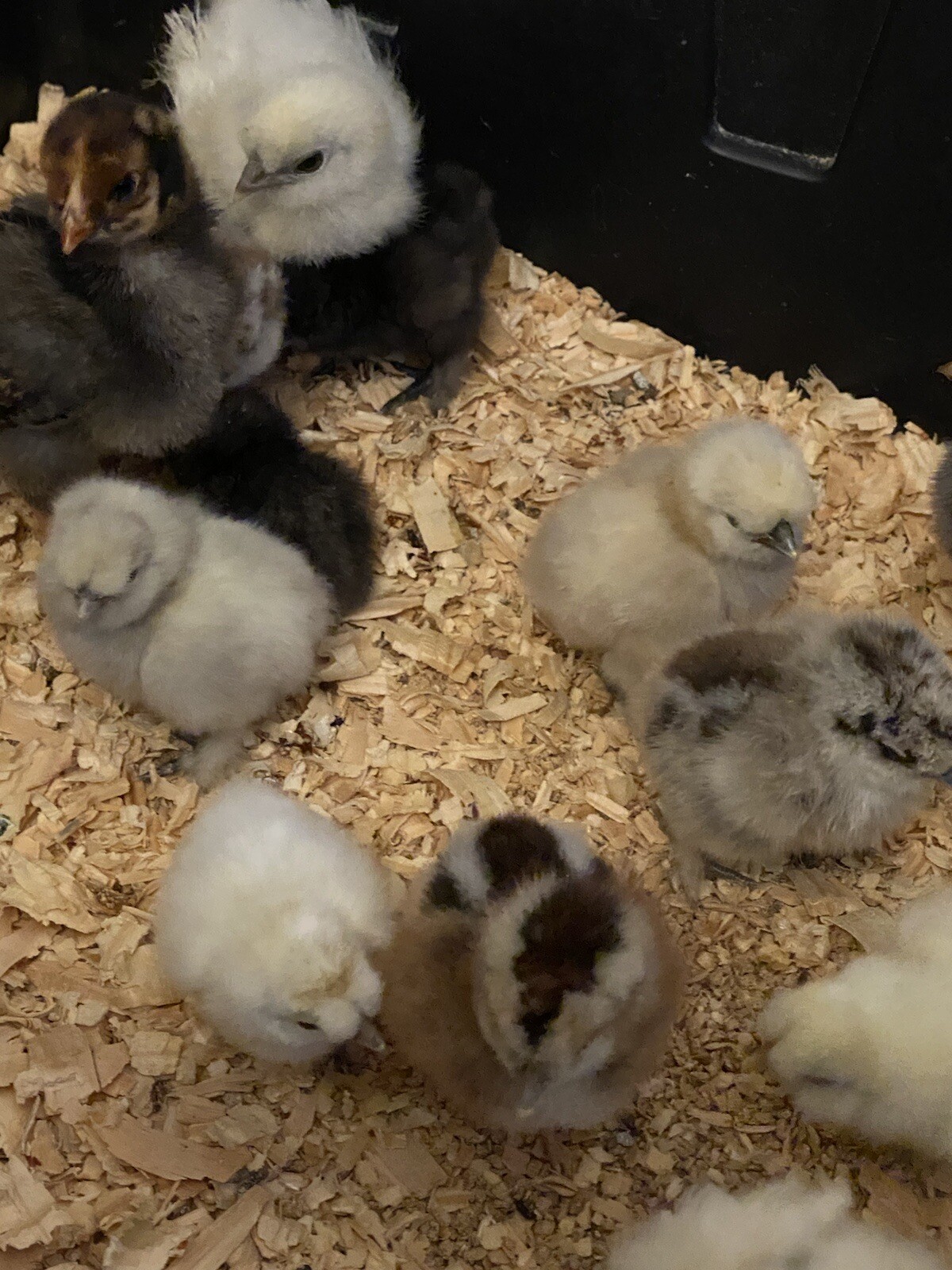 4 Show Quality Silkie Chicken Hatching Eggs,all Colors,Bearded ...