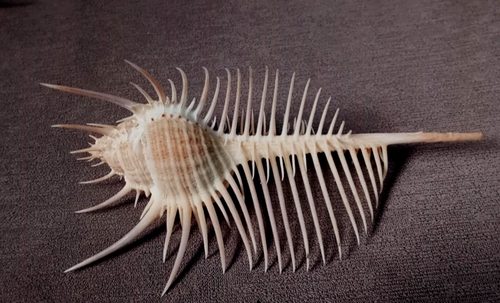 Murex pecten 150 mm GEM Nice spines DEEP murex specimen w/ opercolum WOW!!! | eBay