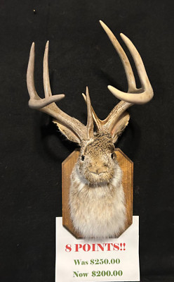 SALE 8 Pt. Jackalope REAL Antlers & Rabbit Home Decor Gifts Taxidermy ...