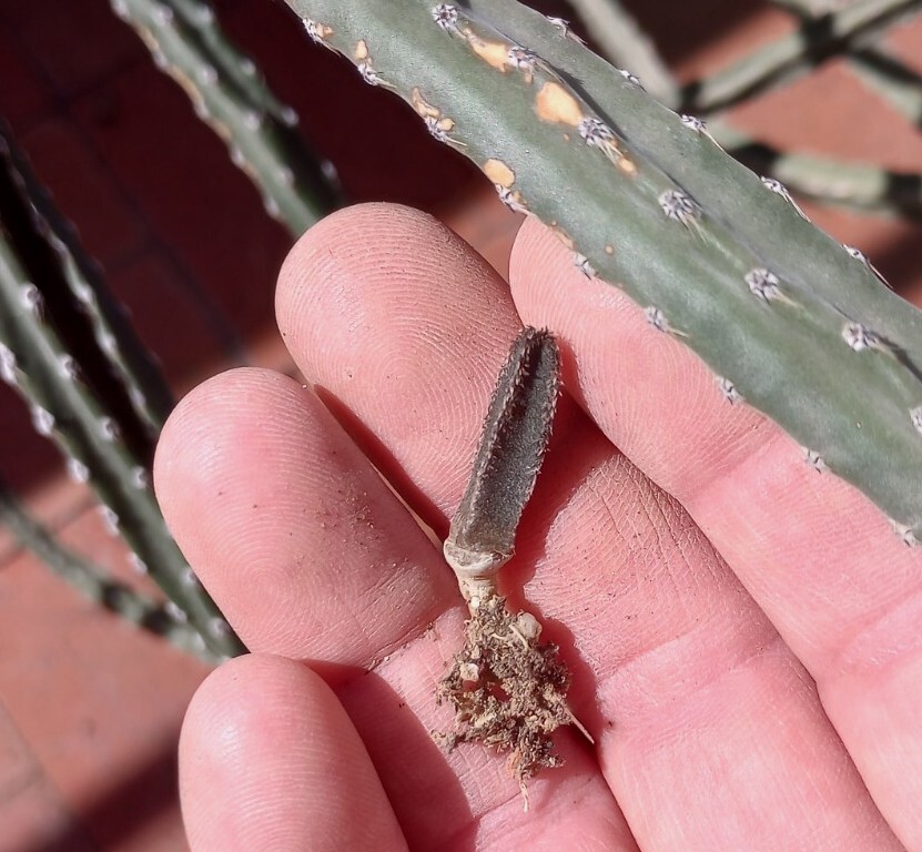 PENIOCEREUS GREGGII *25 seeds* Night Blooming Cereus Tuber Caudex ...