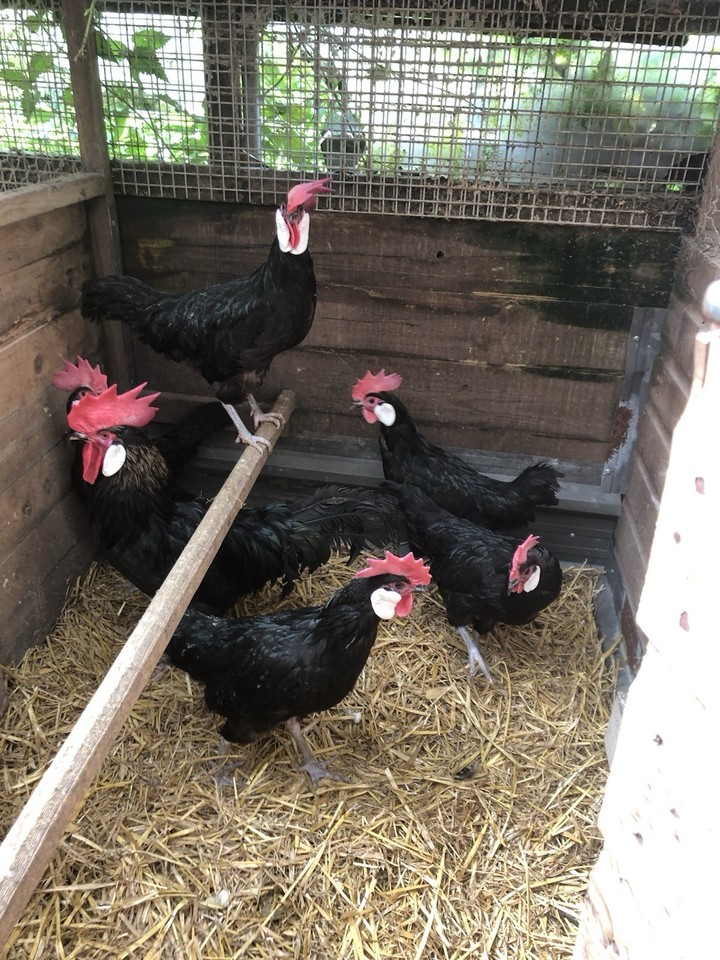 6 Black Minorca Chicken Eggs | eBay UK