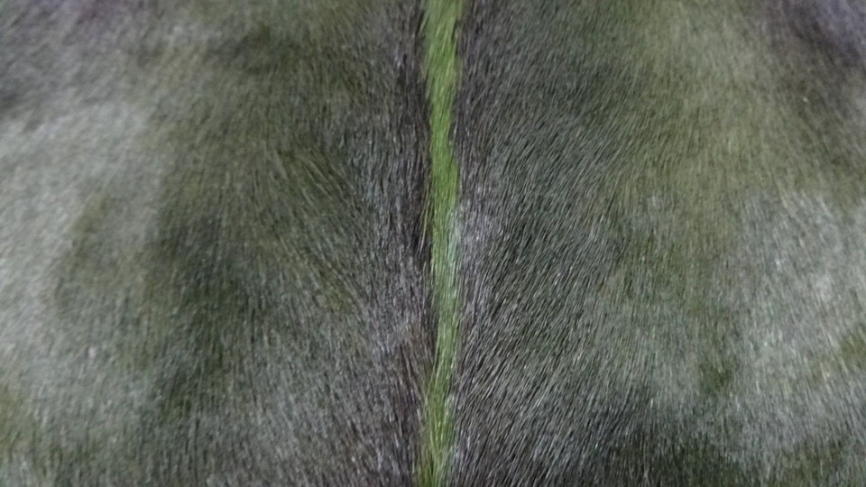 Dyed African Deer Skin Assorted dyed colors African springbok antelope ...