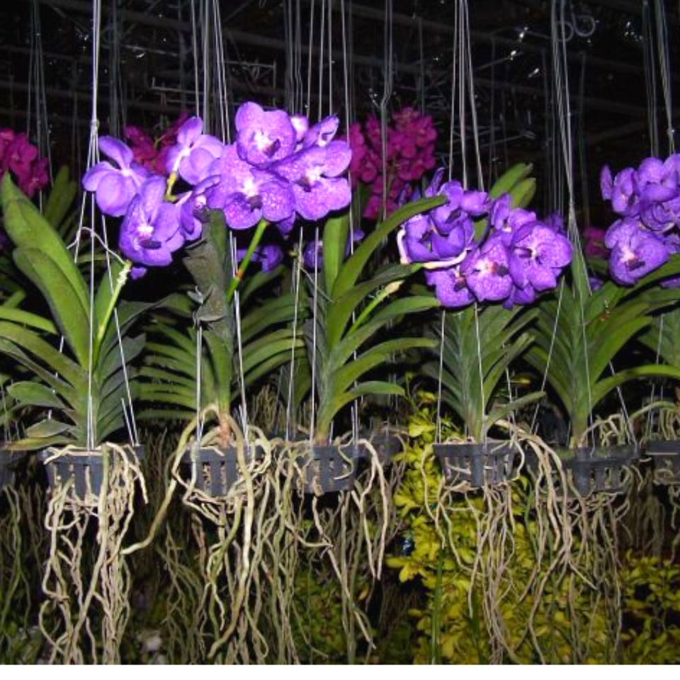 Black Square Plastic Vanda Orchid Air Plant Mesh Pot Net Basket 8cm ...