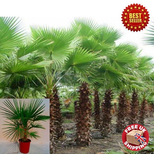 3 - 4 feet Trachycarpus Fortunei Chusan Palm Windmill Tree Garden Plant ...