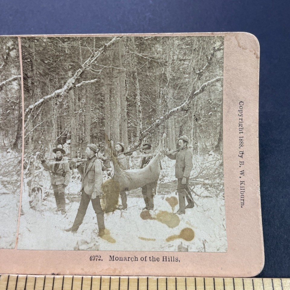 Antique 1888 Men Carry Large Buck Deer Hunting Hunt Stereoview Photo ...