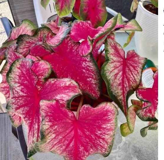 (2) Florida Sweetheart Caladium Bulbs | eBay